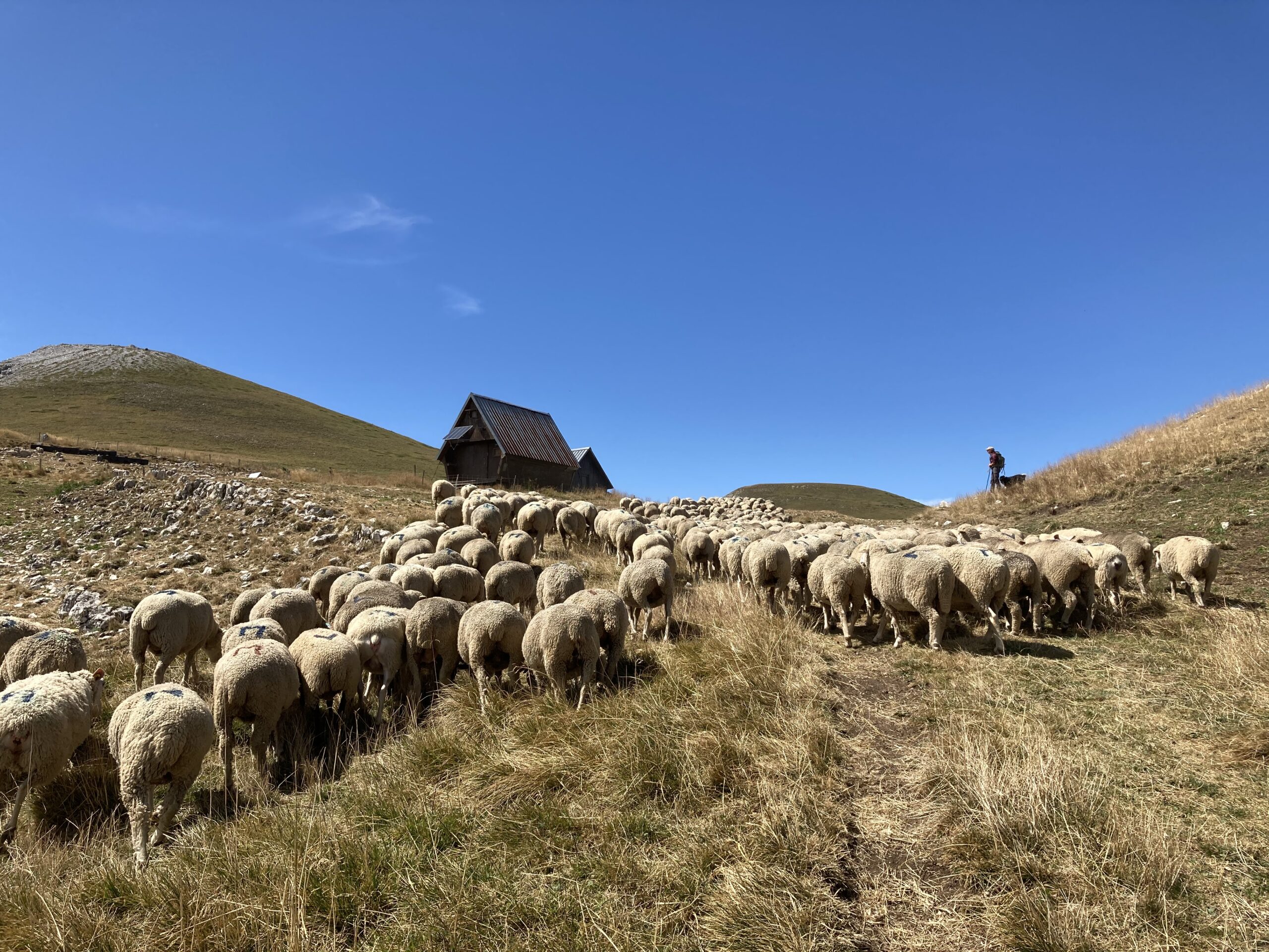 Formation et emploi de berger | Missions de l'ADEM